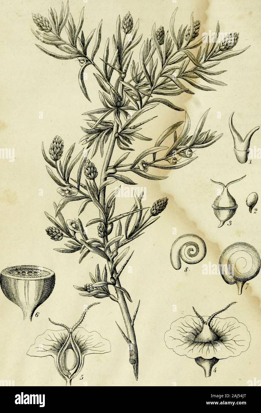 Sagittate hi-res stock photography and images - Alamy