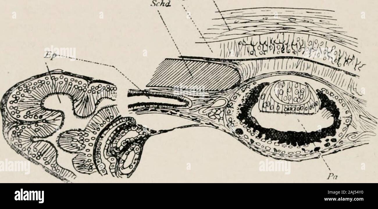 The morphology and evolutional significance of the pineal body : being ...