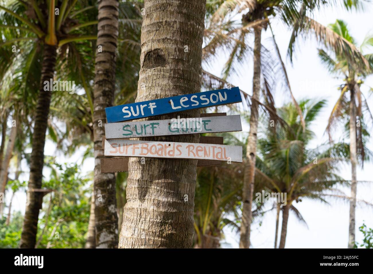 Wooden signs nailed to a coconut tree related to surfing in Siargao ...