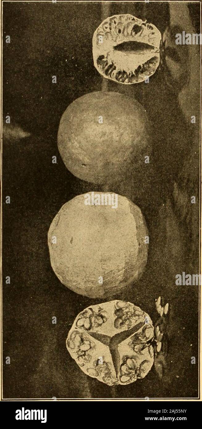 Lignified walls hi-res stock photography and images - Alamy