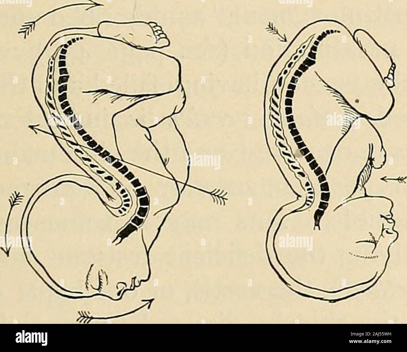 Walcher High Resolution Stock Photography and Images - Alamy