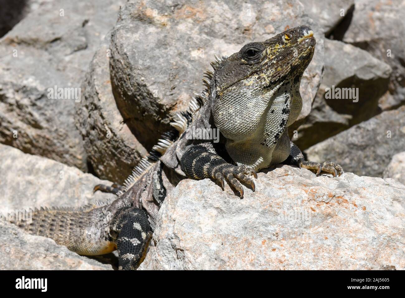 Mexico yucatan animals hi-res stock photography and images - Alamy