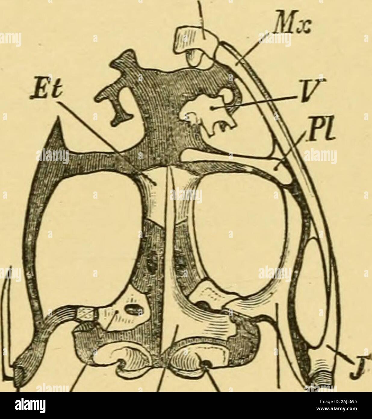 British reptiles and batrachians . Ocl pe a Fig. 24.—Upper or exterior ...