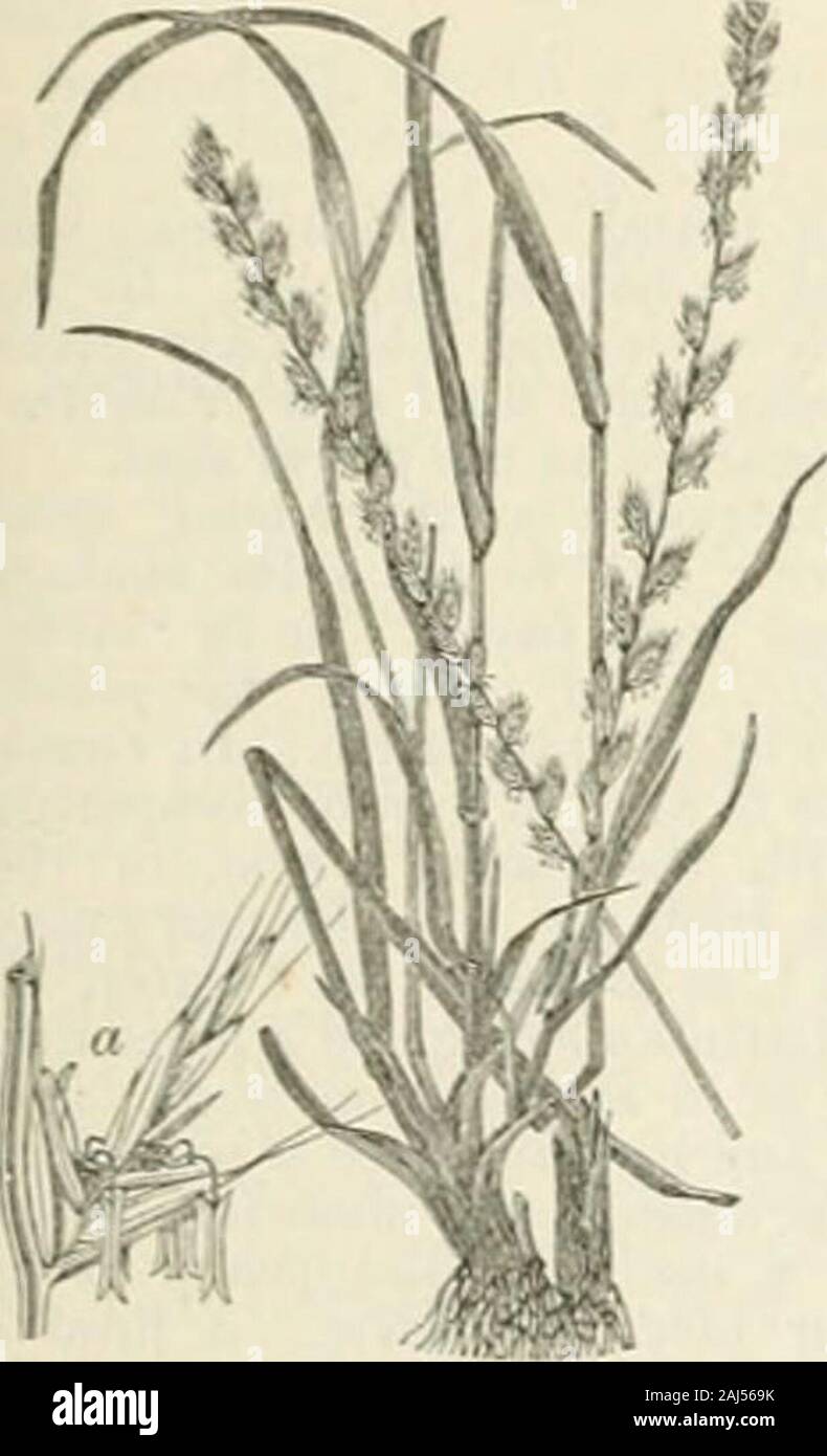 Grass glume hi-res stock photography and images - Alamy