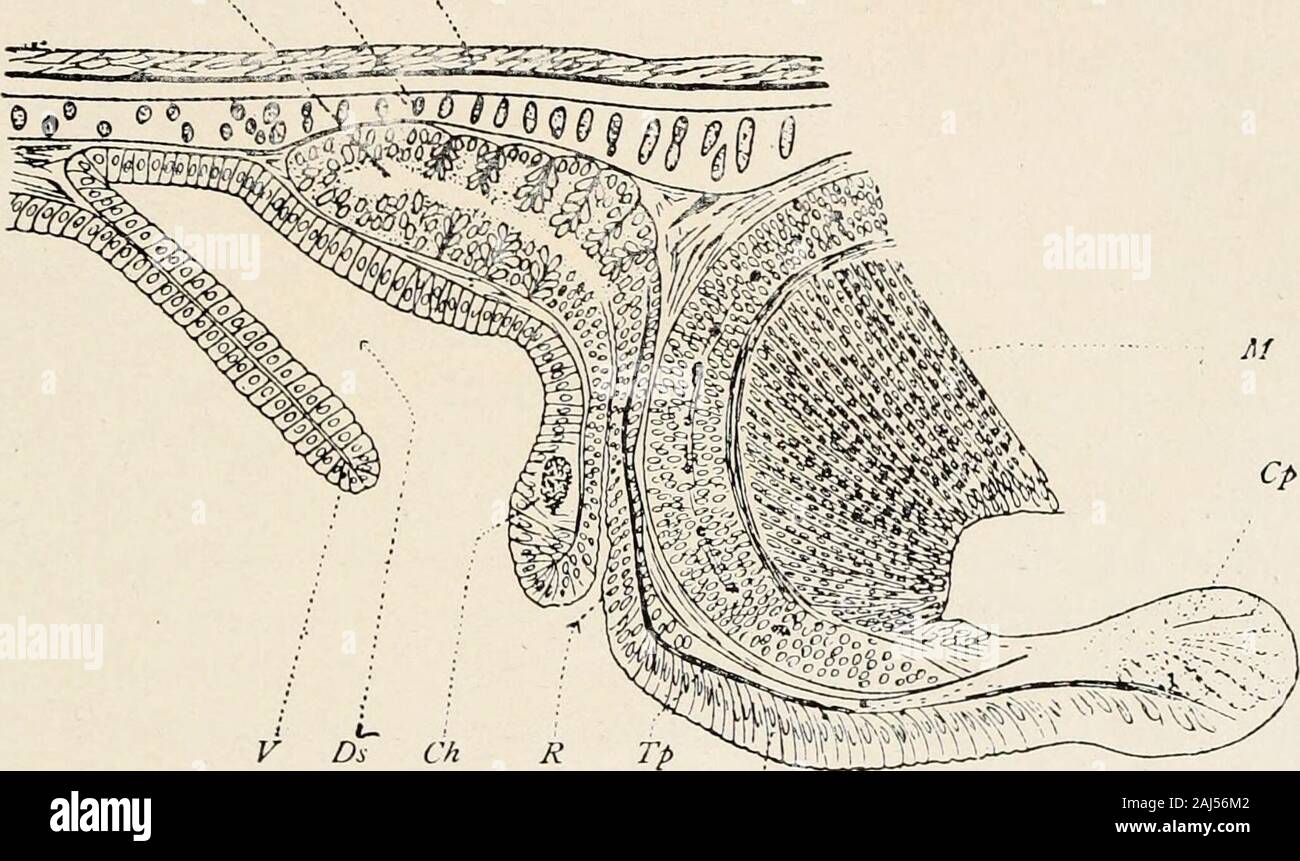 The morphology and evolutional significance of the pineal body : being ...