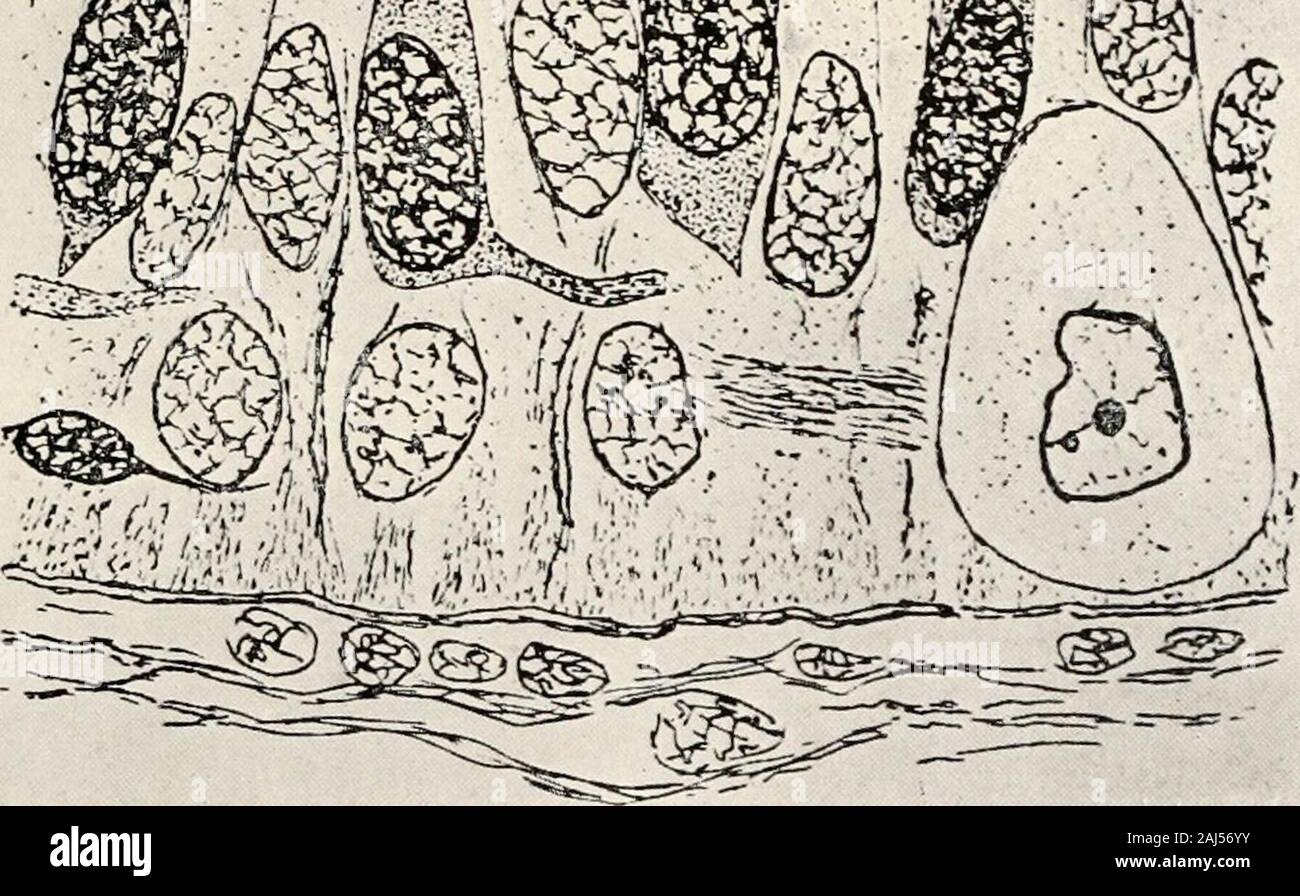 The morphology and evolutional significance of the pineal body : being ...