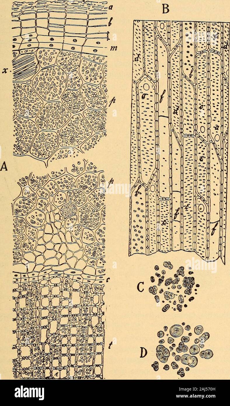 Annulated Roots