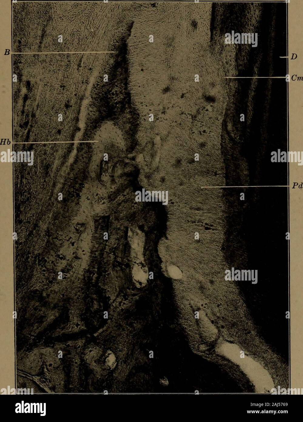A text-book of dental histology and embryology, including laboratory ...