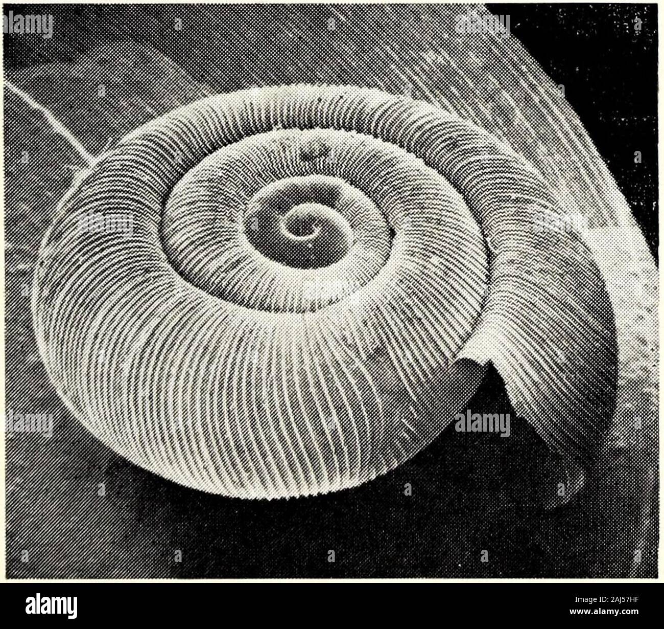 Brian The Snail High Resolution Stock Photography and Images - Alamy