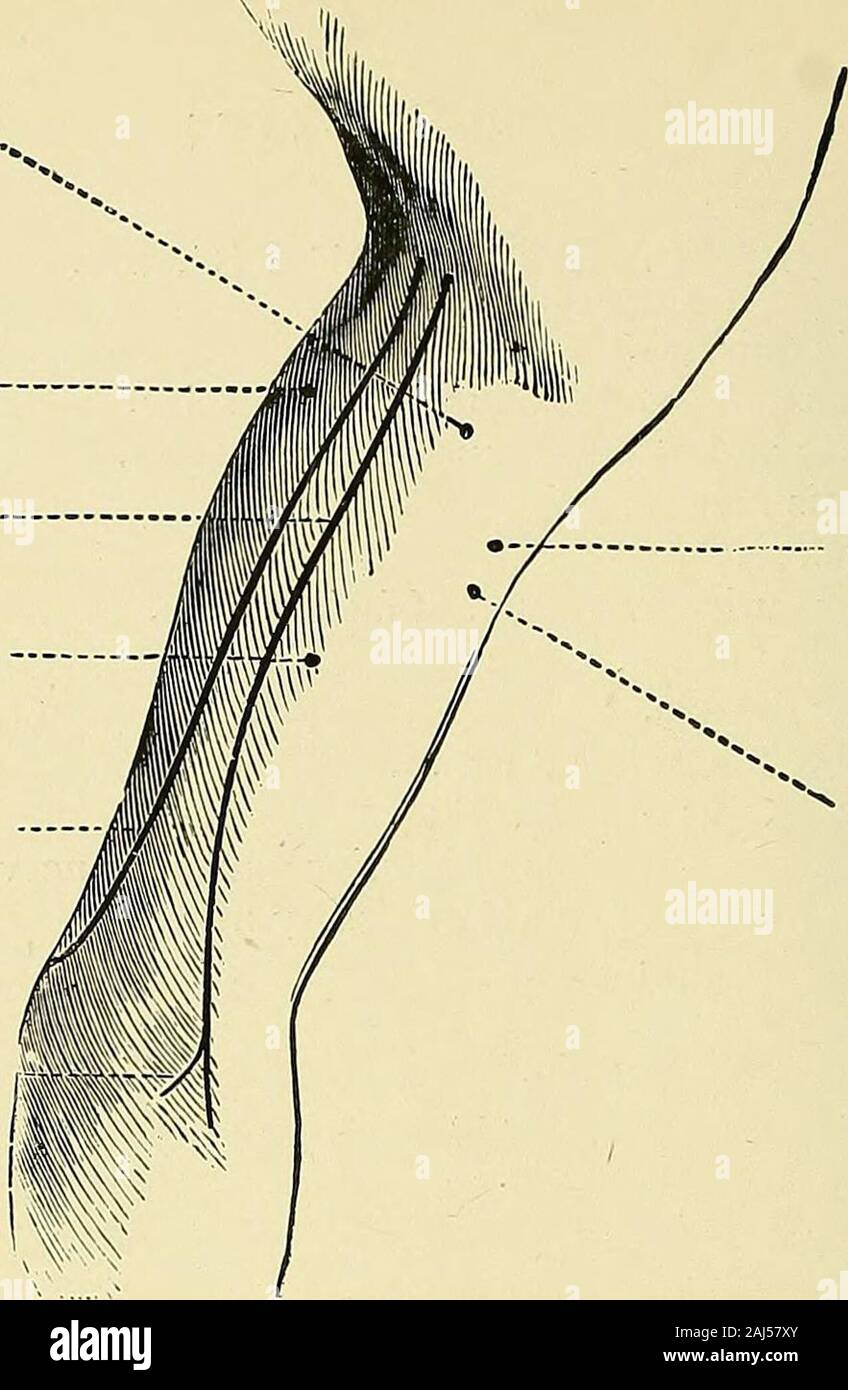 A manual of practical medical electricity : the Röntgen rays and Finsen ...