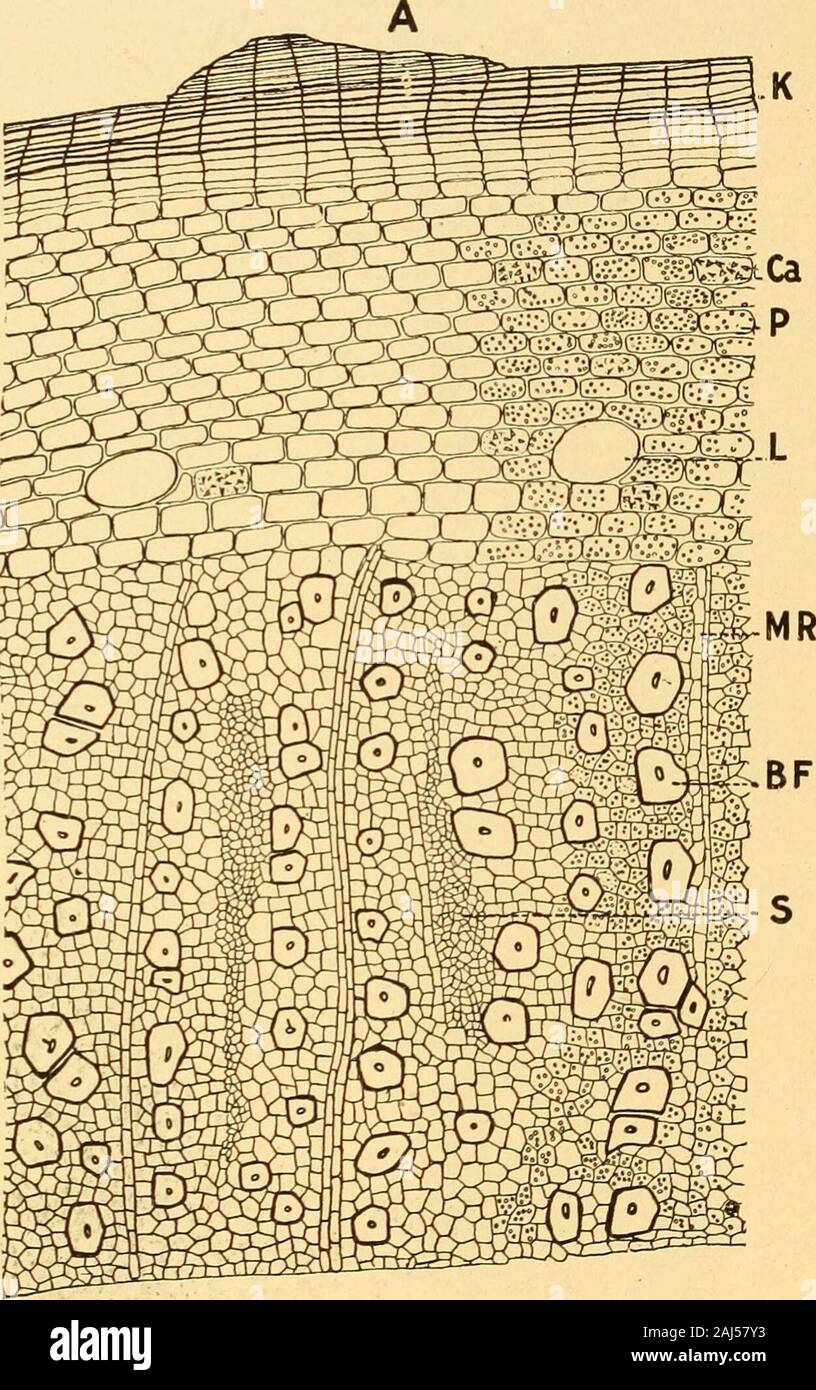 Cinchona Bark Microscopy
