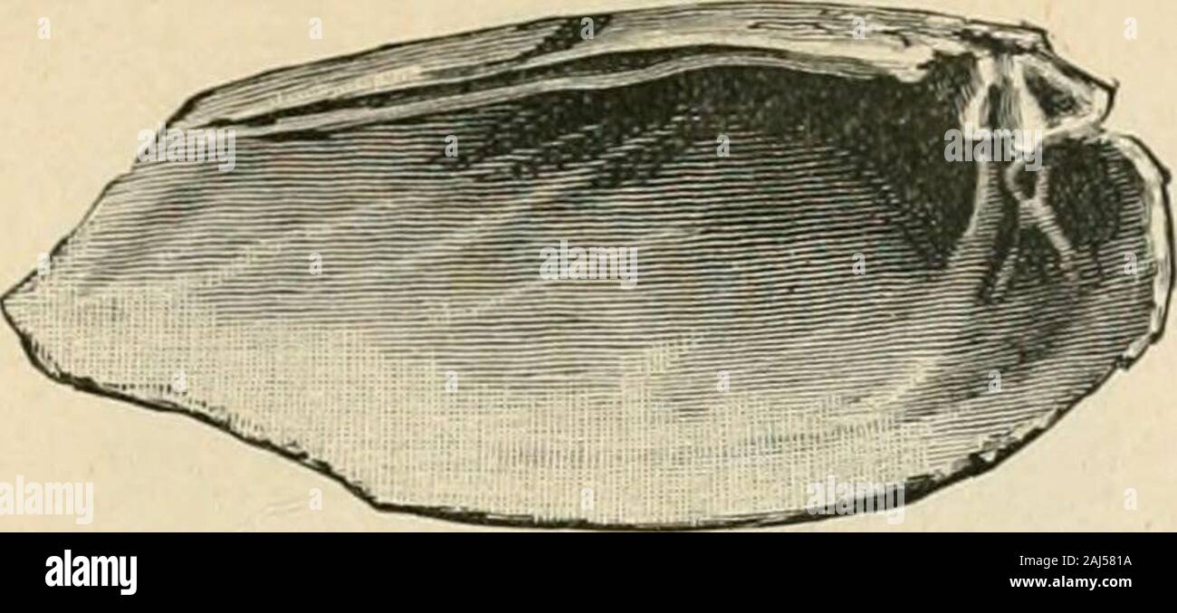 Wampum shells hi-res stock photography and images - Alamy