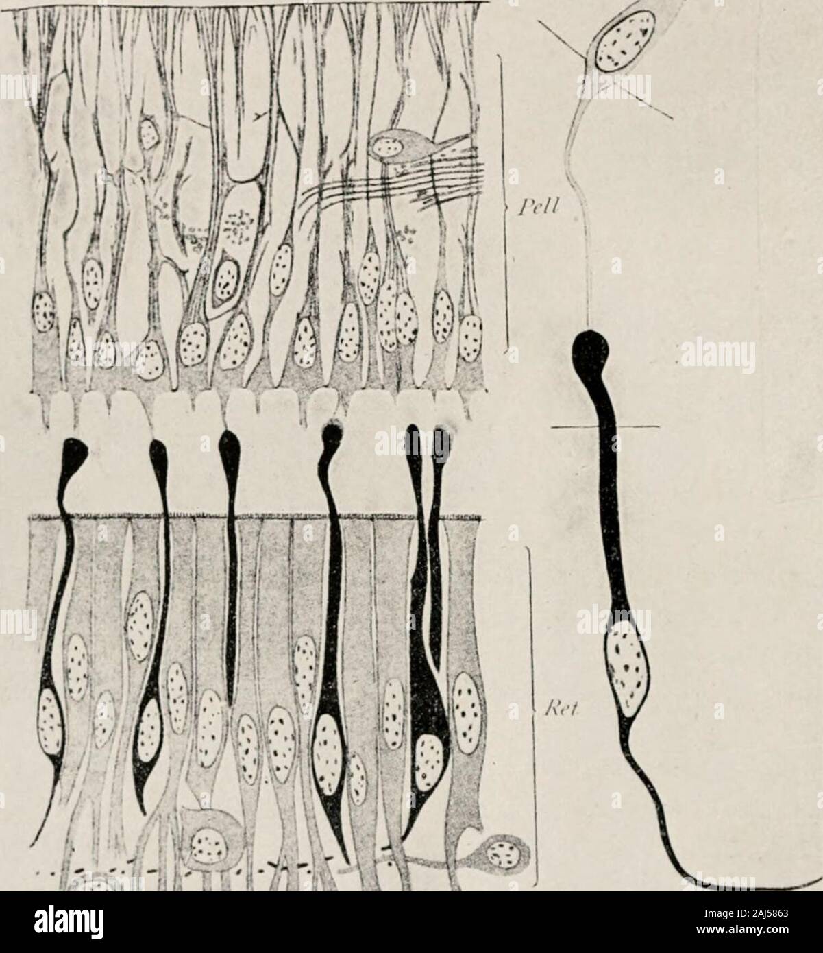 Lenticular structure hi-res stock photography and images - Alamy