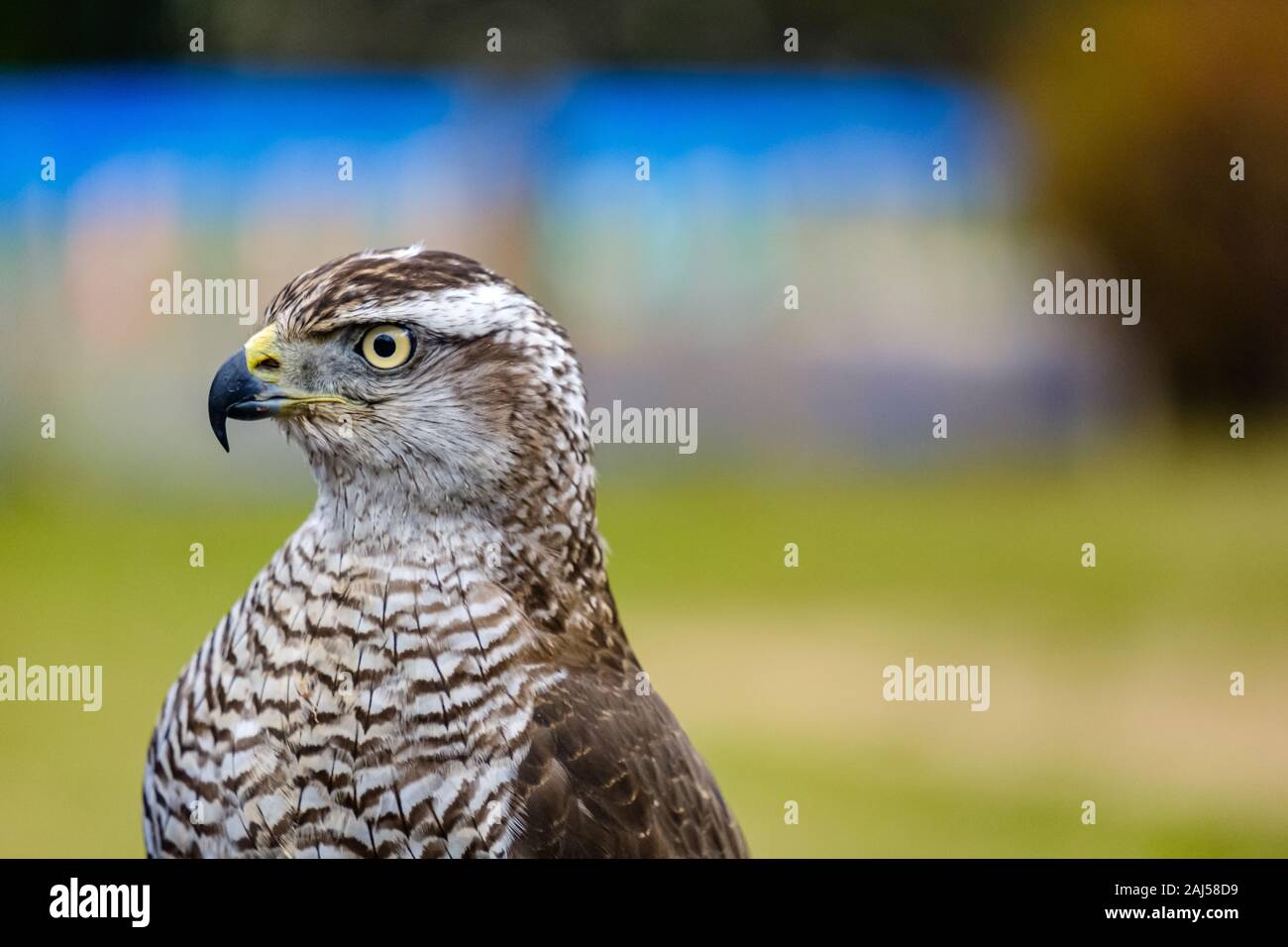 Traditional hunting in japan hi-res stock photography and images - Alamy