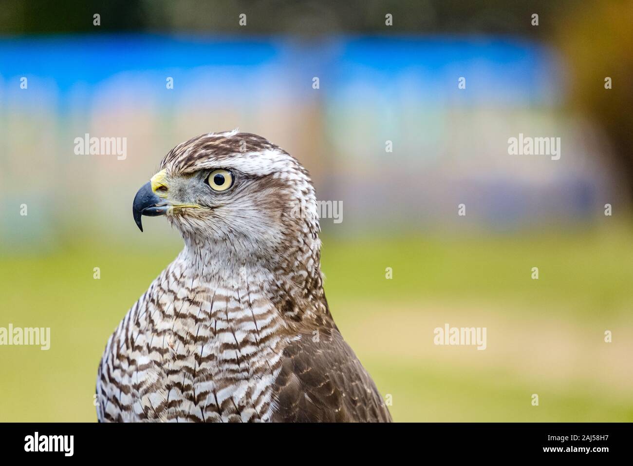 Target prey hi-res stock photography and images - Alamy