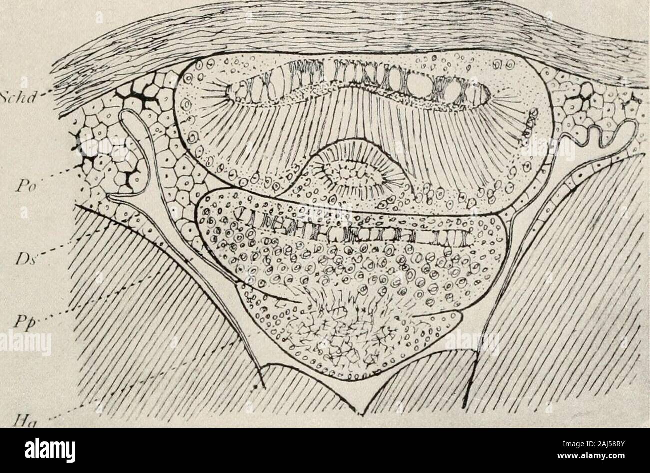 The morphology and evolutional significance of the pineal body : being ...