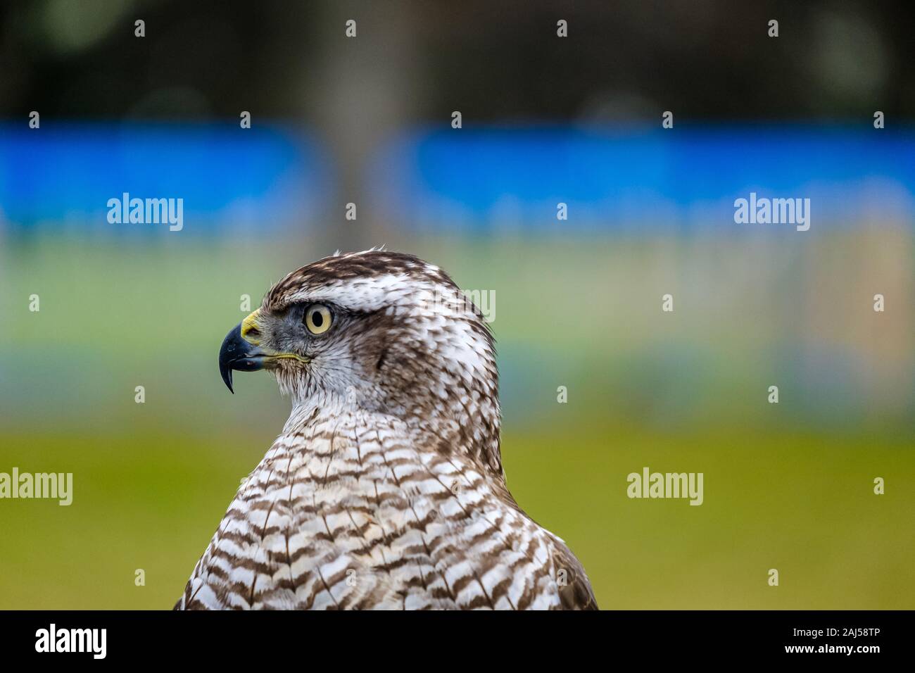 Traditional hunting in japan hi-res stock photography and images - Alamy