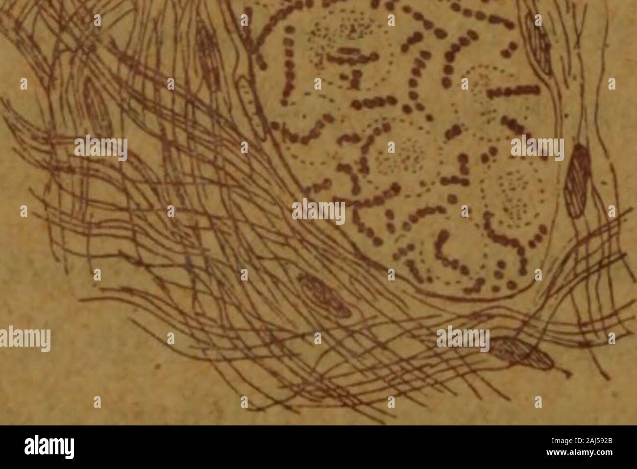 Manual de anatomía patológica general : seguida de un resumen de ...