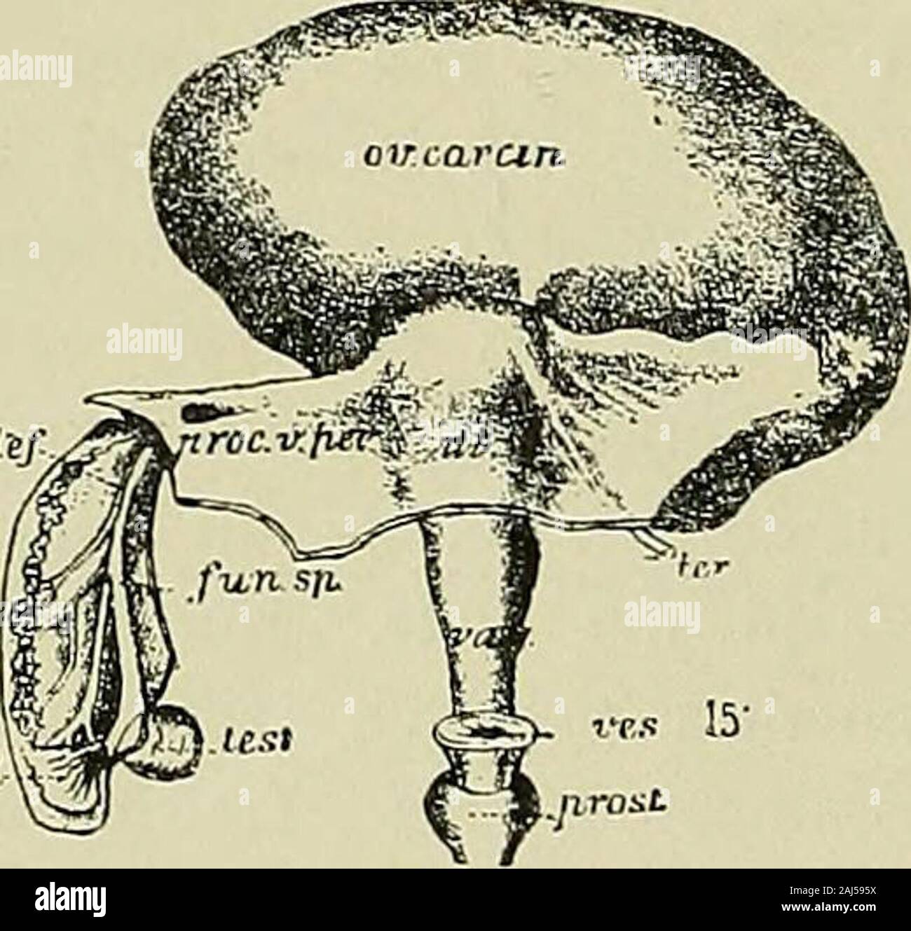 Schamlippen kind hi-res stock photography and images - Alamy