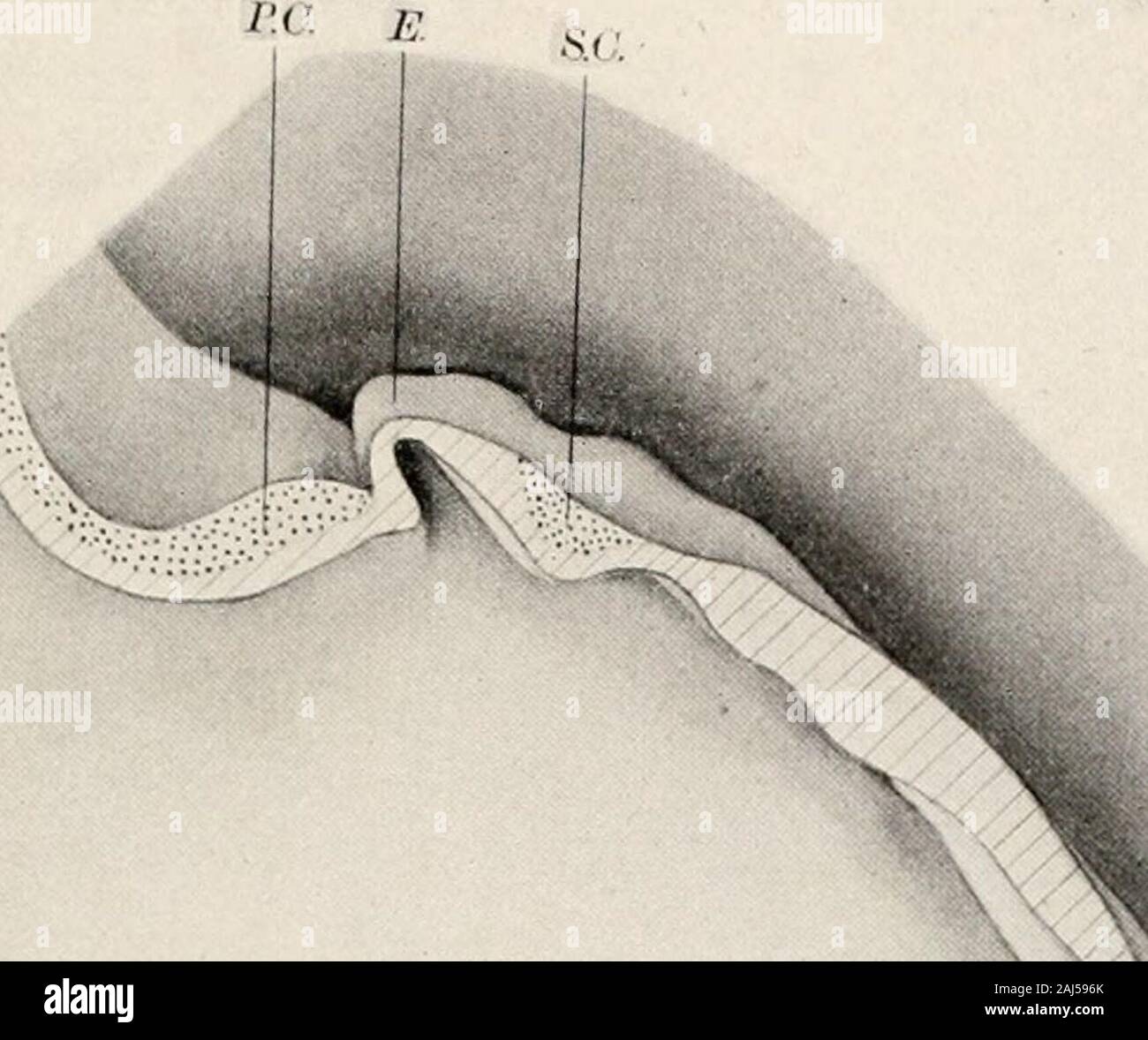 The morphology and evolutional significance of the pineal body : being ...