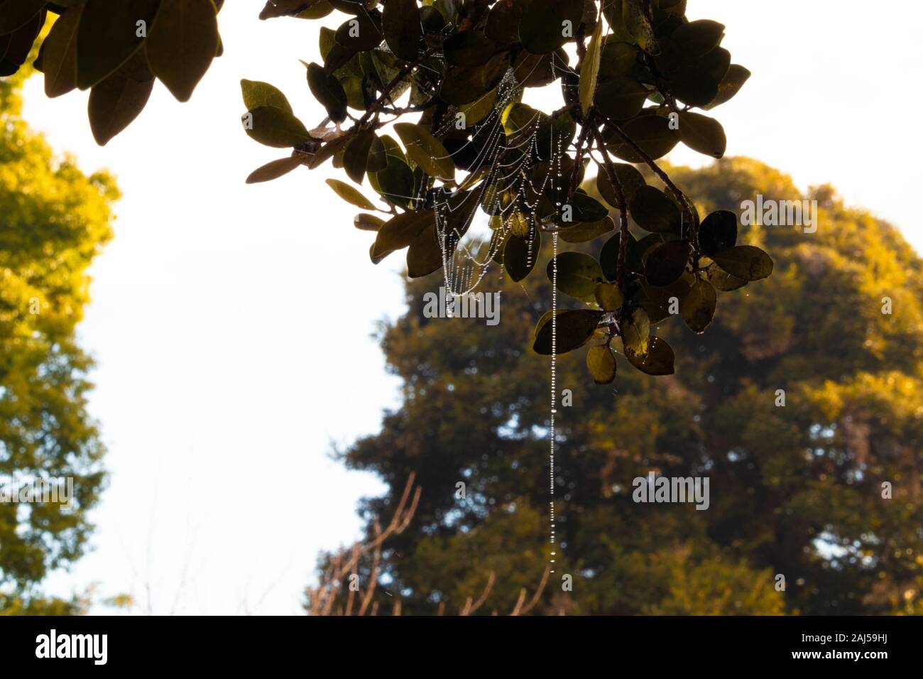 This is a japanese spider web Stock Photo - Alamy