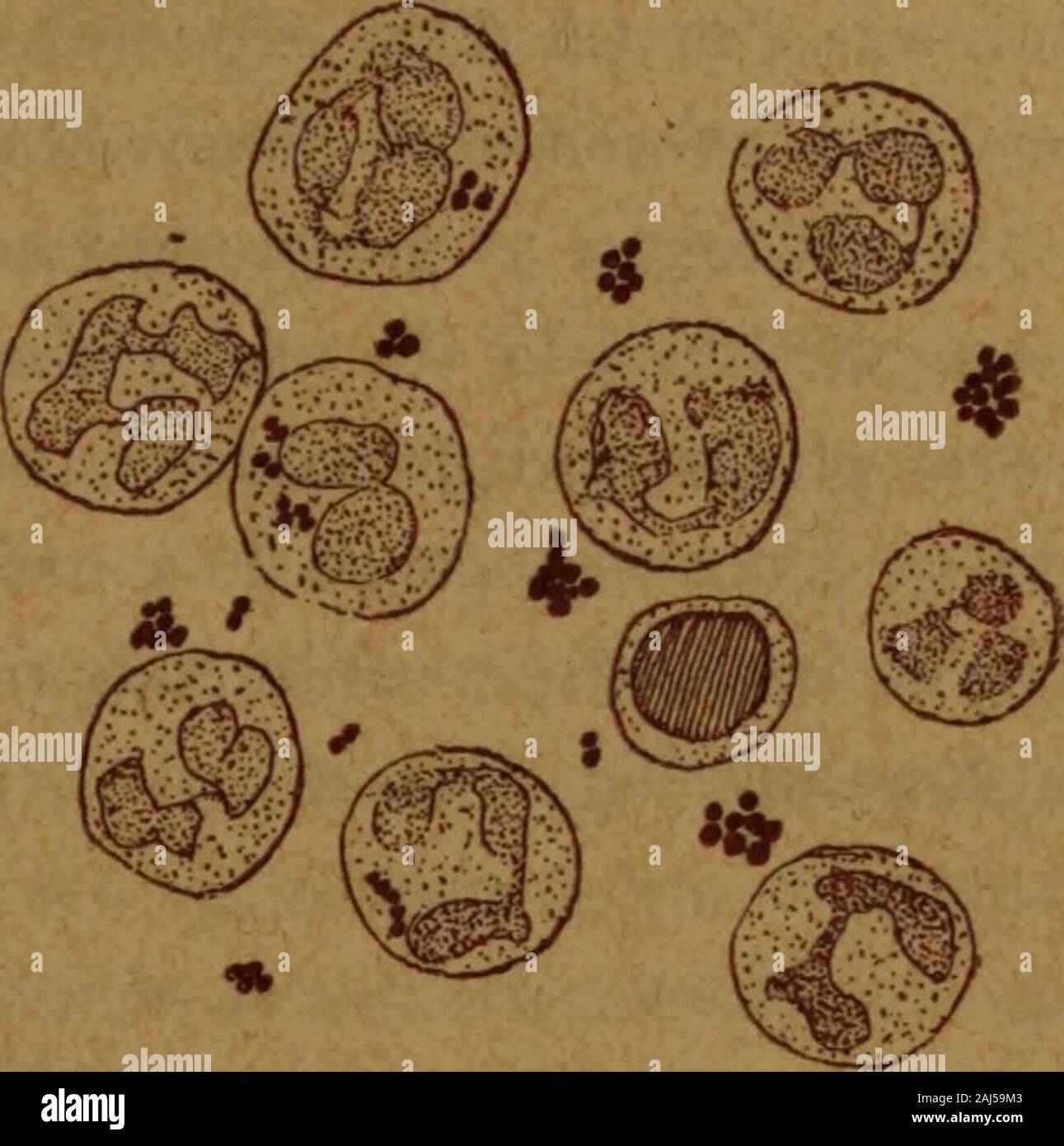 Formas De Coco La Casa Del Artesano Collar De Coco Con Variedad De