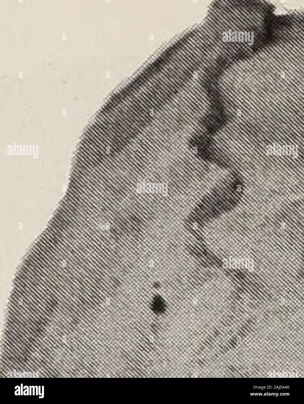 Annals of the South African Museum = Annale van die Suid-Afrikaanse ...