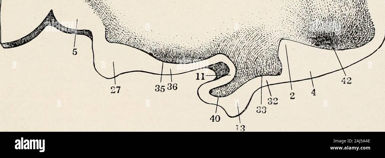 The morphology and evolutional significance of the pineal body : being ...