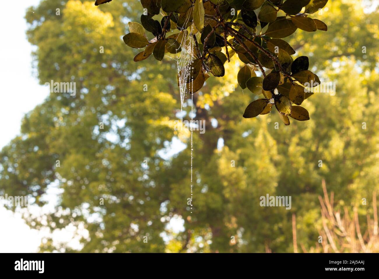 Japanese spider web with dew drops Stock Photo - Alamy