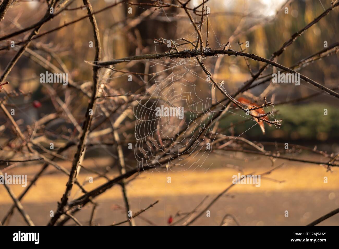 Spider web in tree in Japan Stock Photo - Alamy