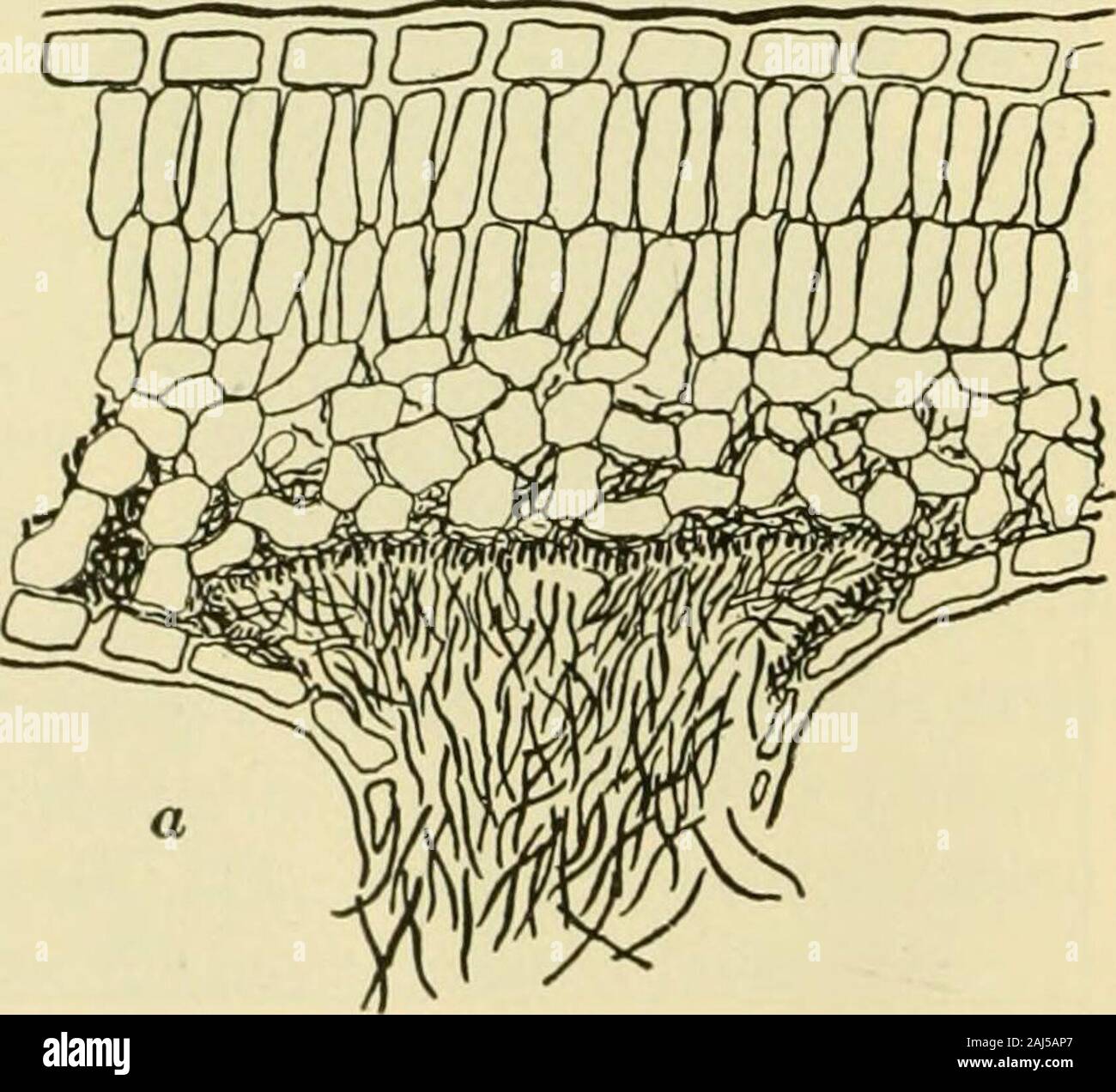 Fungous diseases of plants . Fig. 163. Cultureof cvl/ndrospo- RIUM PaDI ...