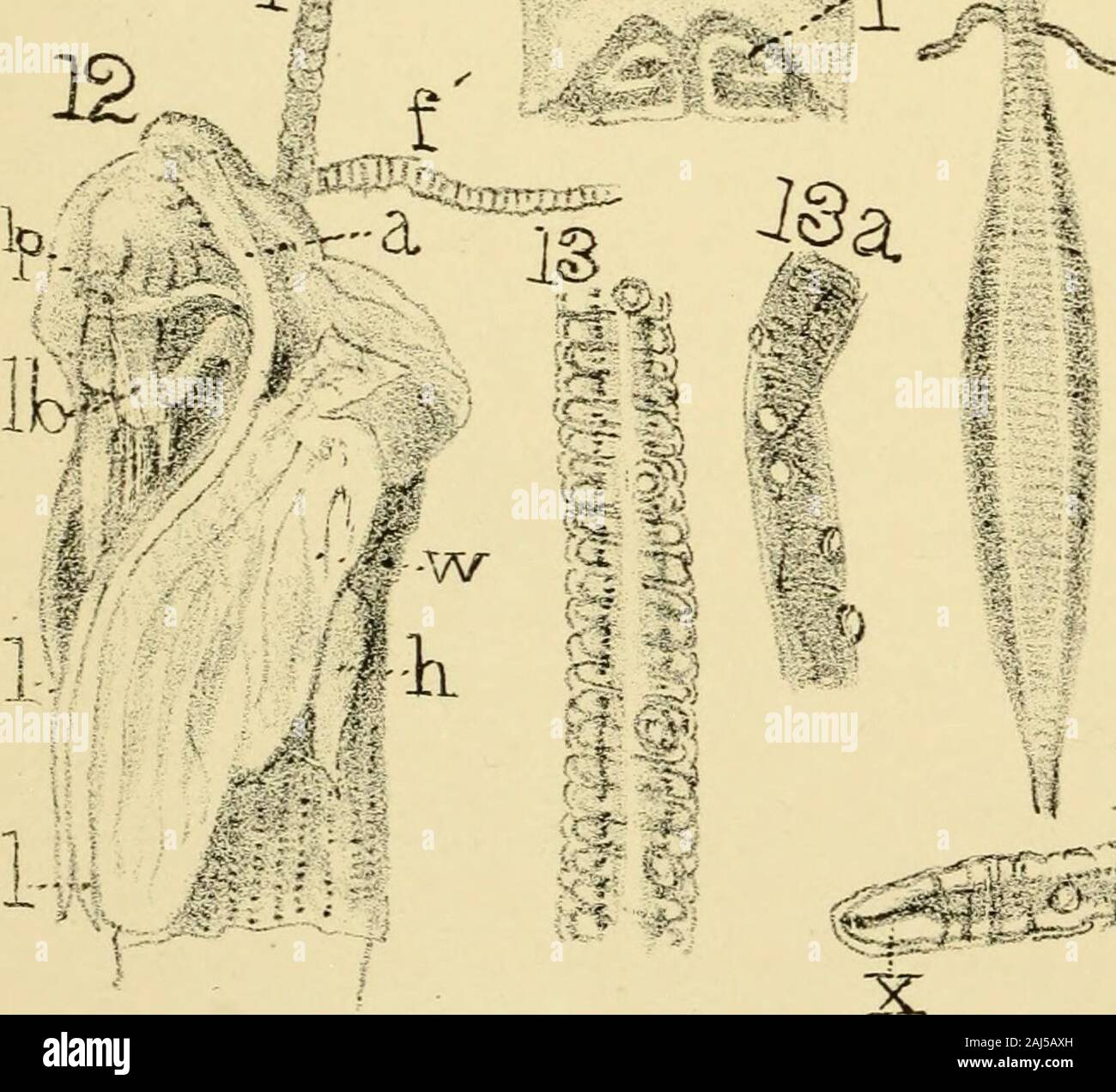 The Journal of microscopy and natural science . e >>.y.-. V-3&- *i- f ...