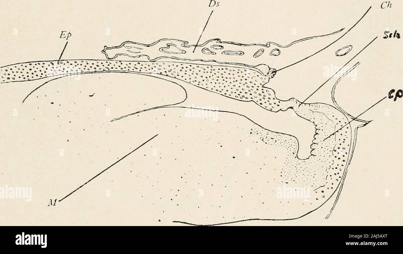 The morphology and evolutional significance of the pineal body : being ...