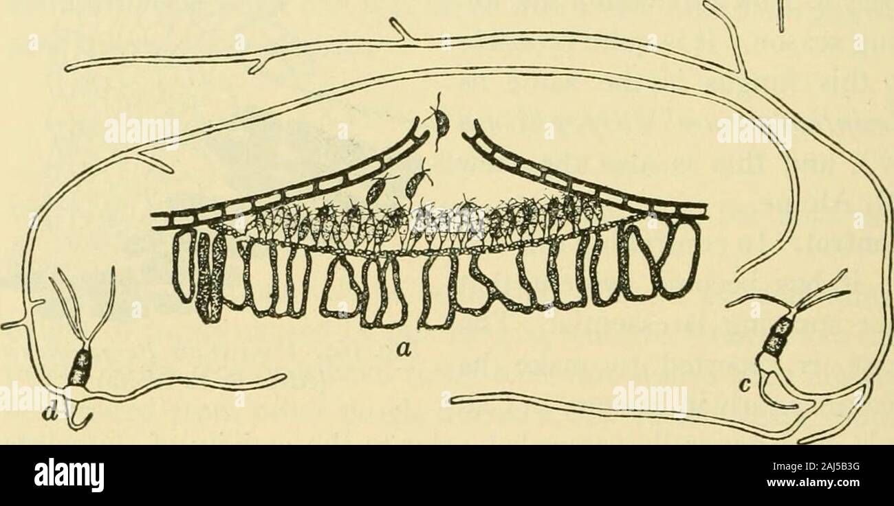 Acervulus hi-res stock photography and images - Alamy