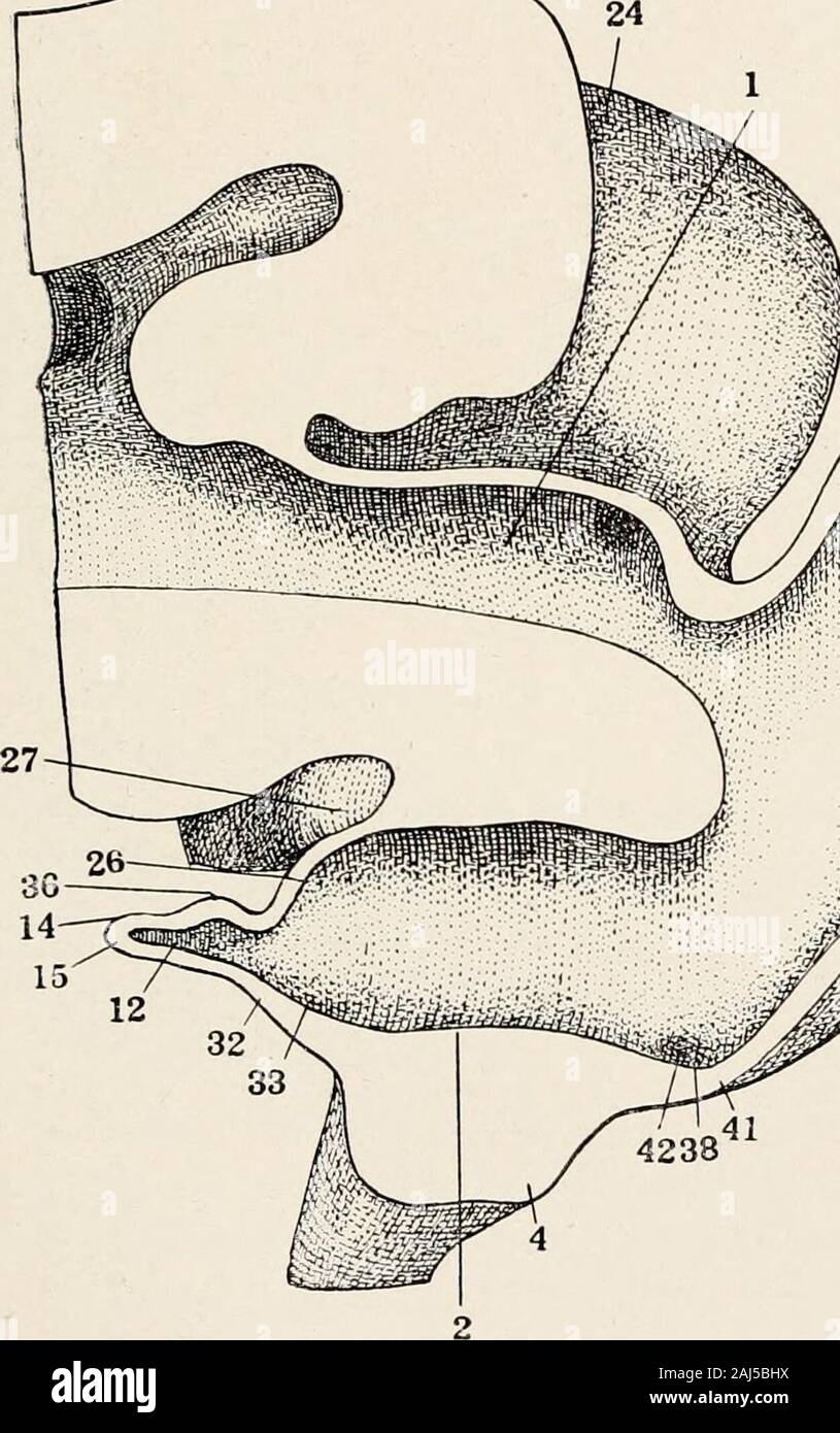 Pineal recess hi-res stock photography and images - Alamy