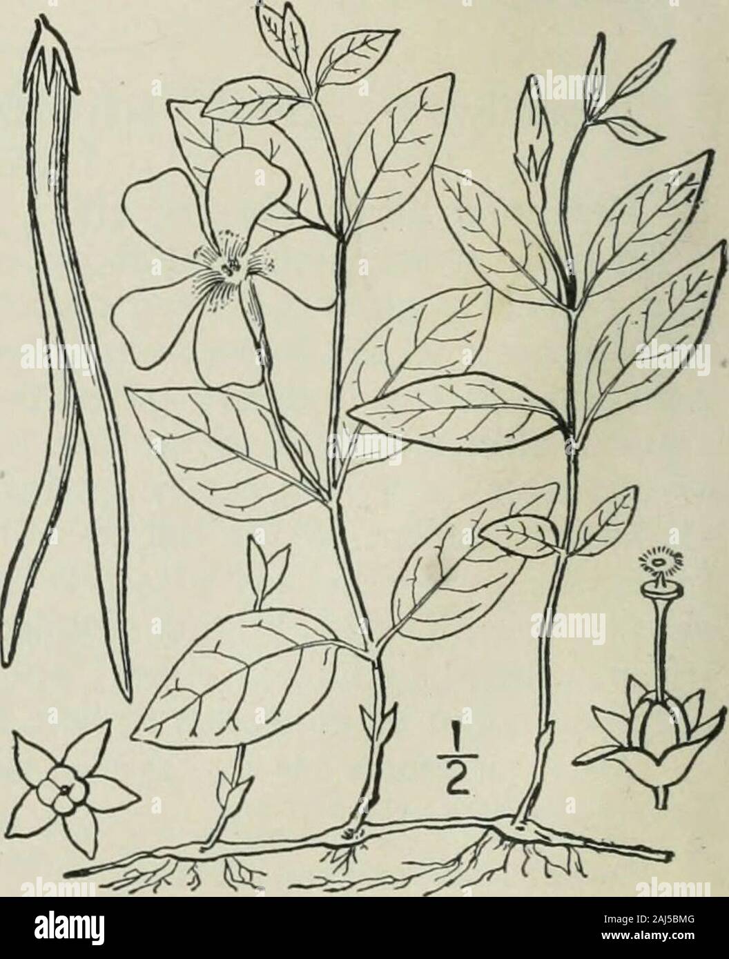 An illustrated flora of the northern United States, Canada and the ...