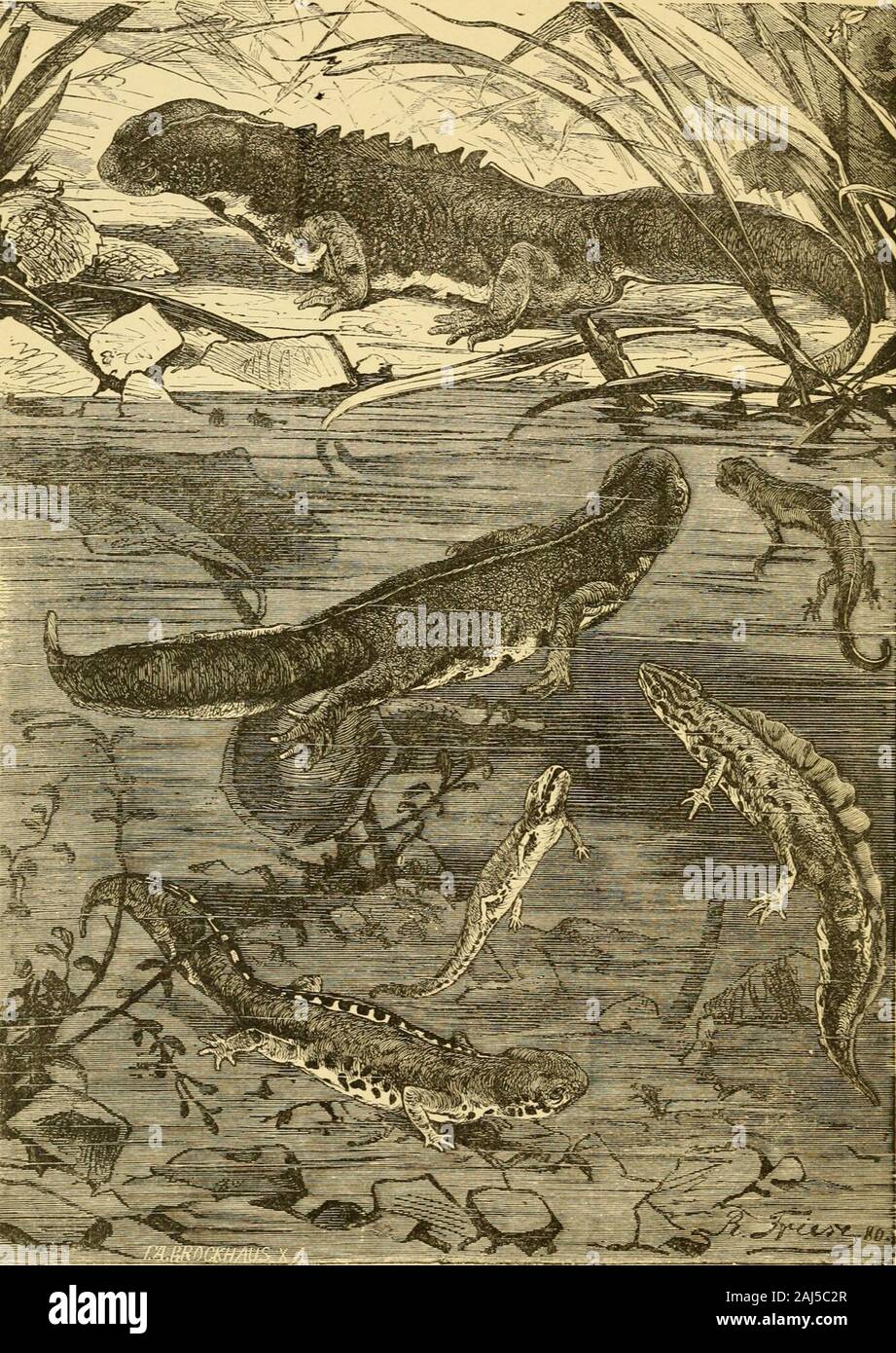 British reptiles and batrachians . BRITIS I NEWTS. [Frontispiece, %)t ...