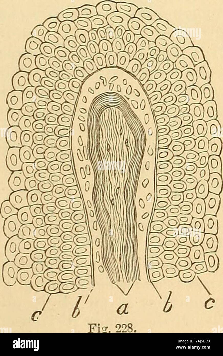 Pillae hi-res stock photography and images - Alamy