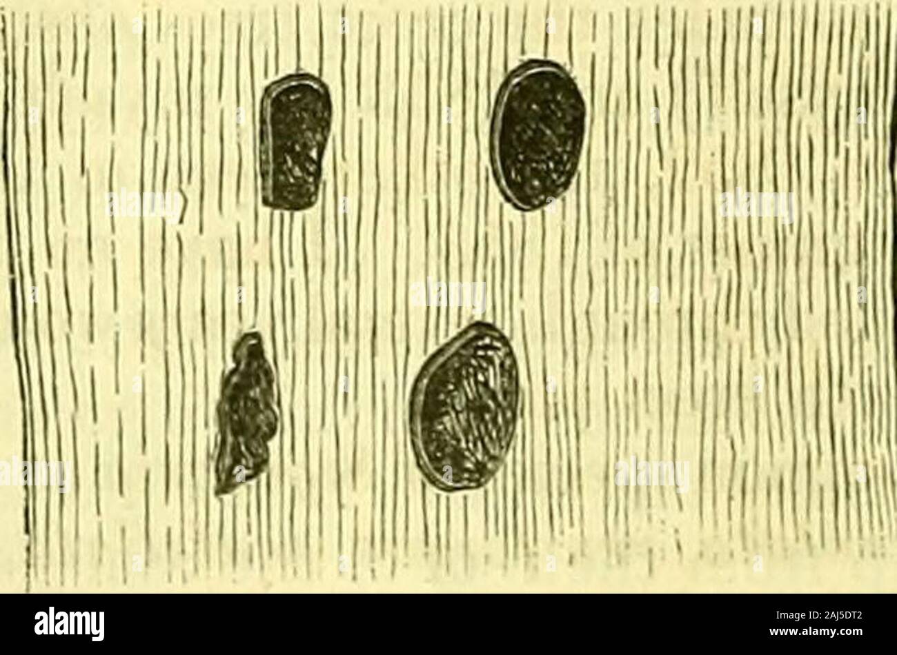 Leaf scars hi-res stock photography and images - Alamy