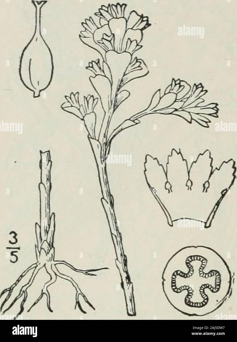 Obolus hi-res stock photography and images - Alamy