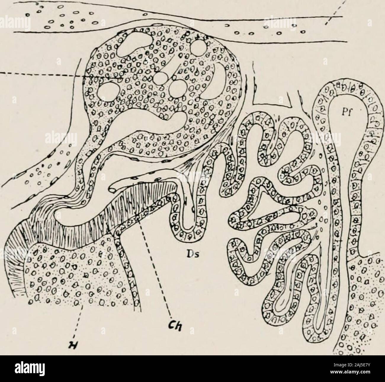 The morphology and evolutional significance of the pineal body : being ...