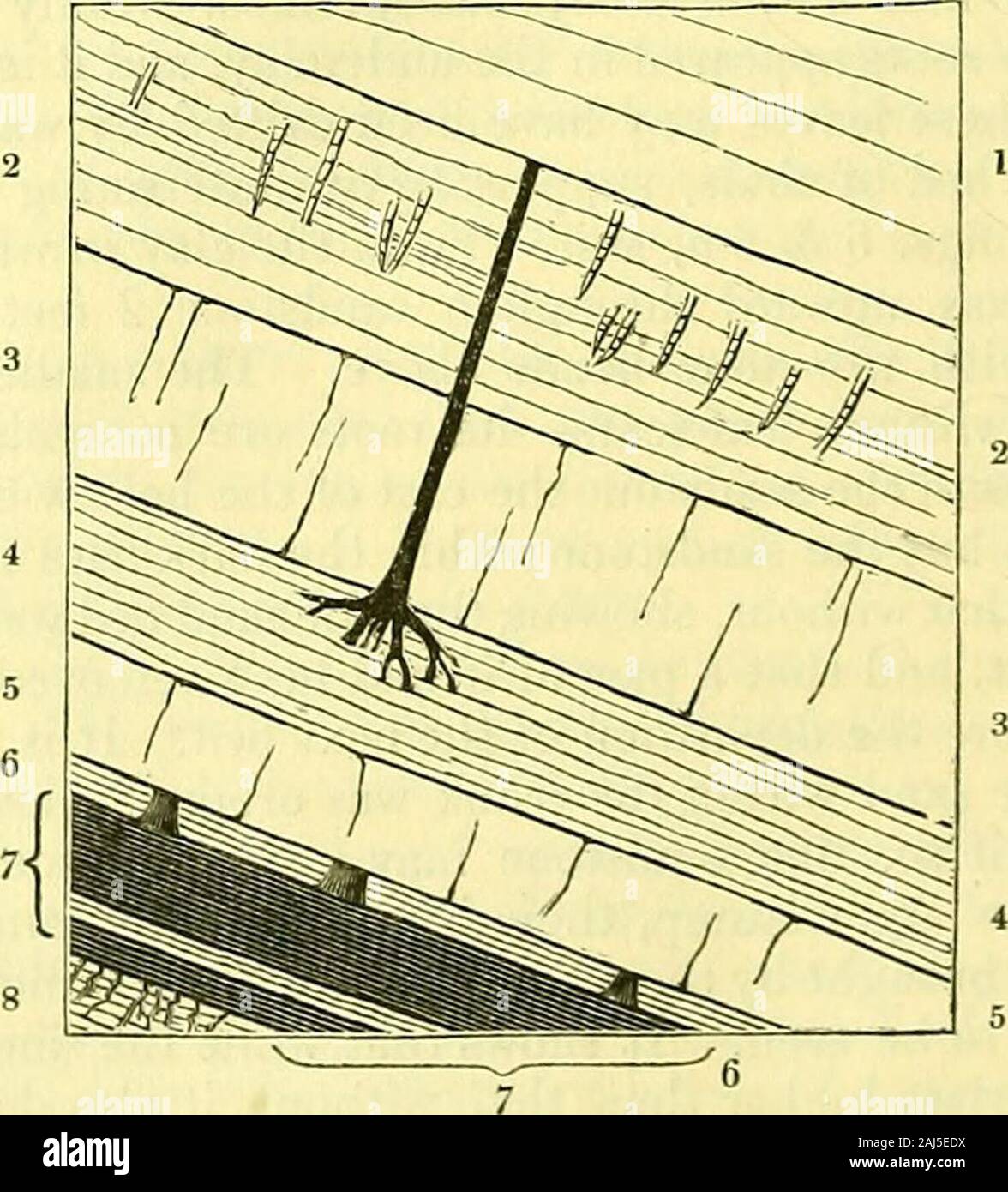 Sigillaria trees hi-res stock photography and images - Alamy