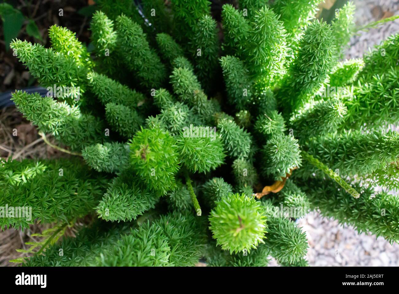 Small botanical hi-res stock photography and images - Alamy