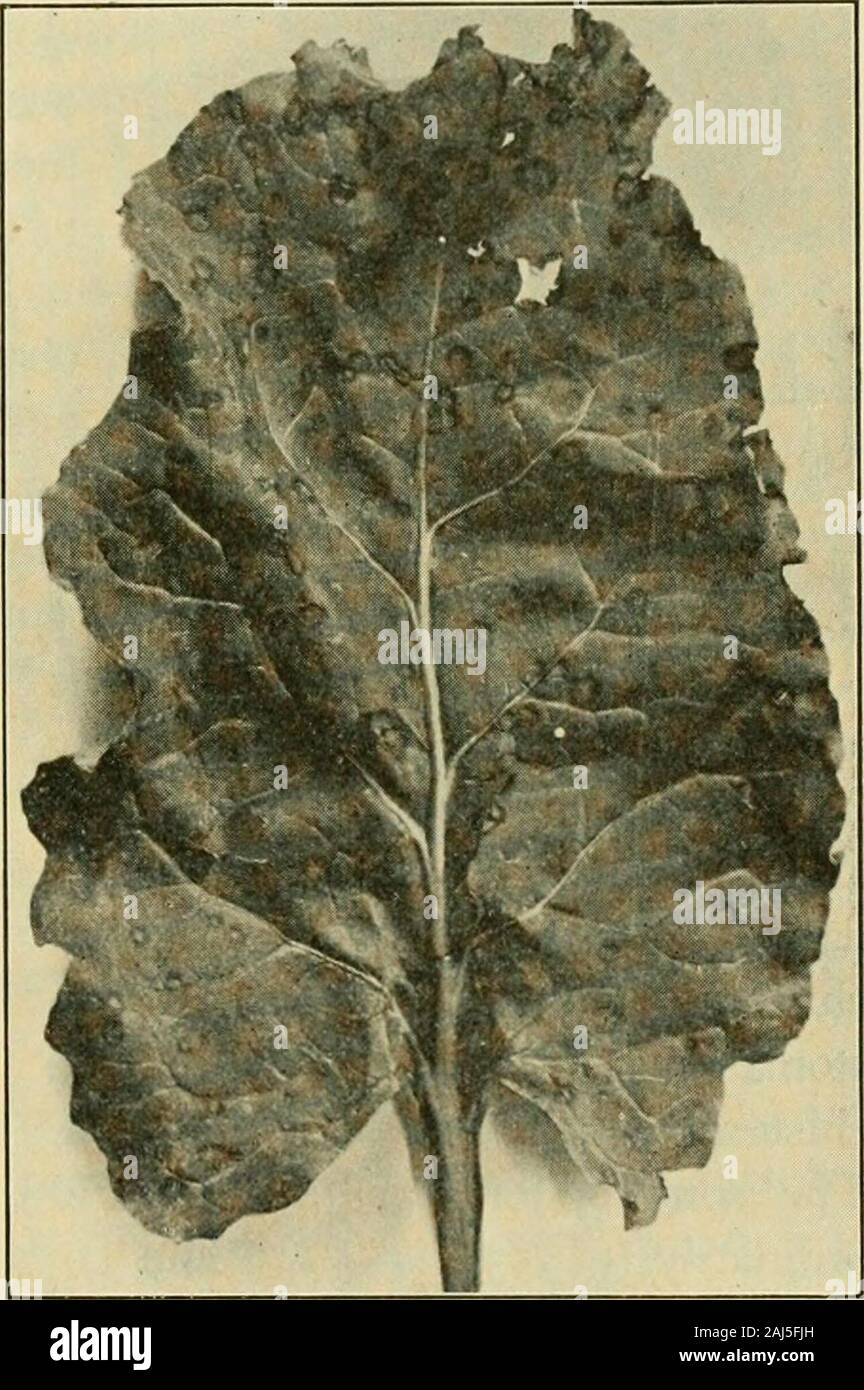 Beet diseases hi-res stock photography and images - Alamy