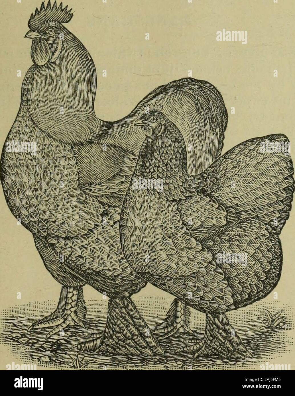 Perdrix asiatique hi-res stock photography and images - Alamy