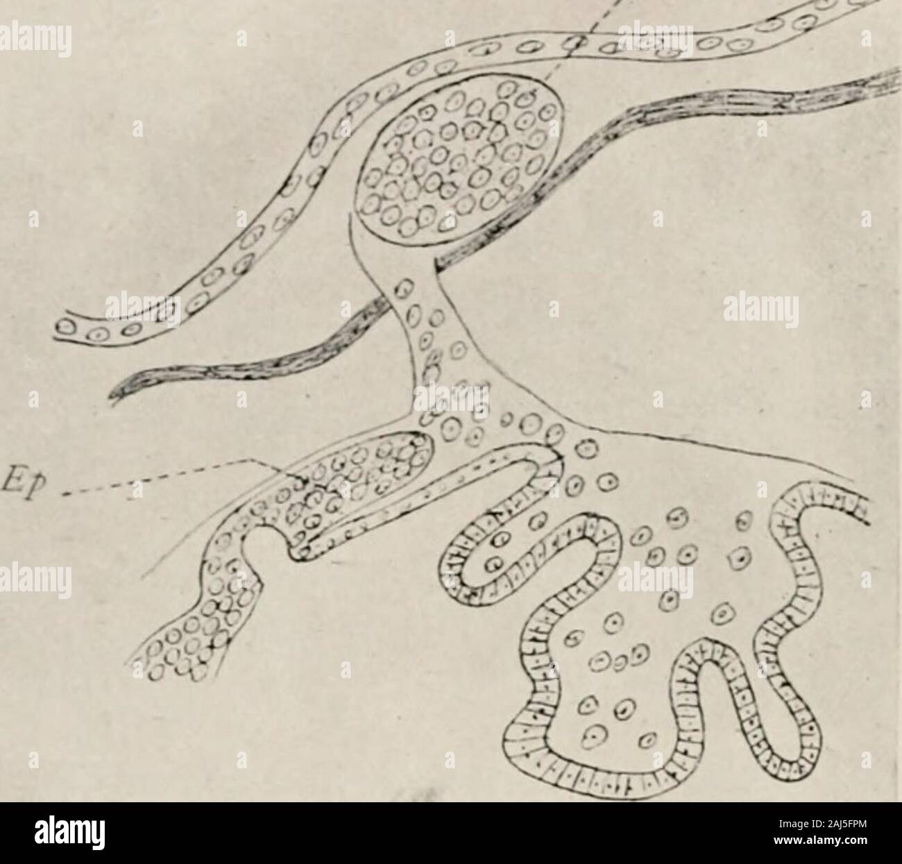 The morphology and evolutional significance of the pineal body : being ...