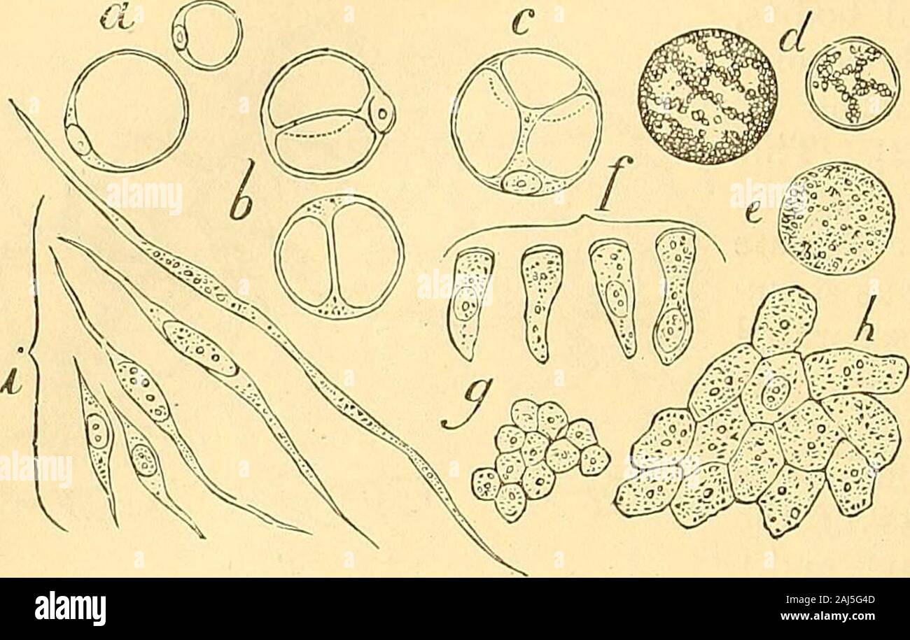 Clinical lectures on the principles and practice of medicine . ly of ...