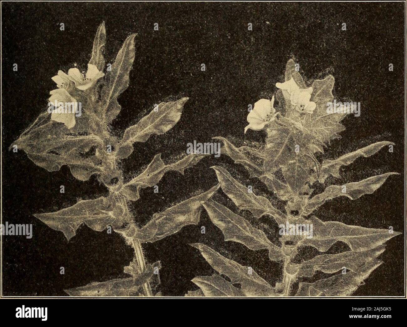 Hyoscyamine hi-res stock photography and images - Alamy
