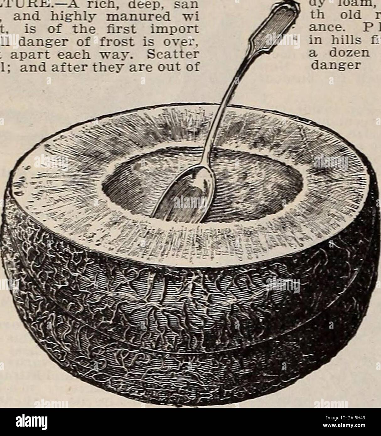 Mask melon hi-res stock photography and images - Alamy