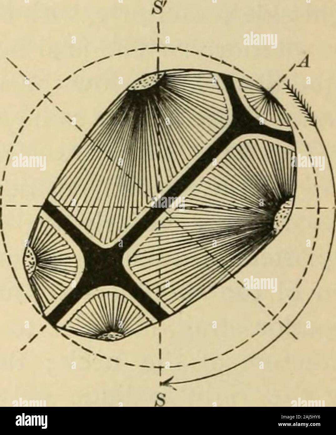 A manual of obstetrics . FlG. 65. -Vertex presentation,L. O. P. Fig. 66 ...